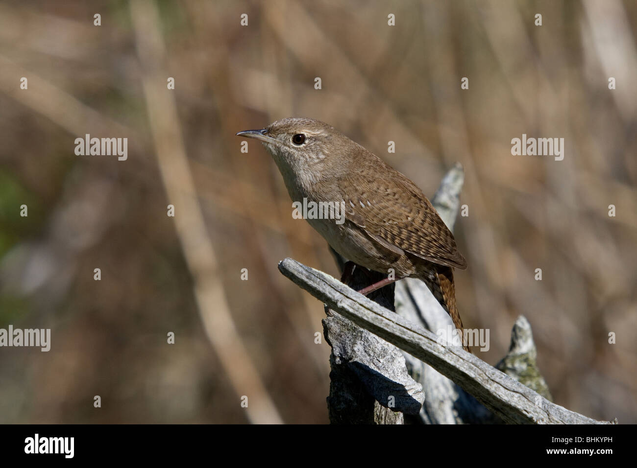 Wren fauna hi-res stock photography and images - Alamy