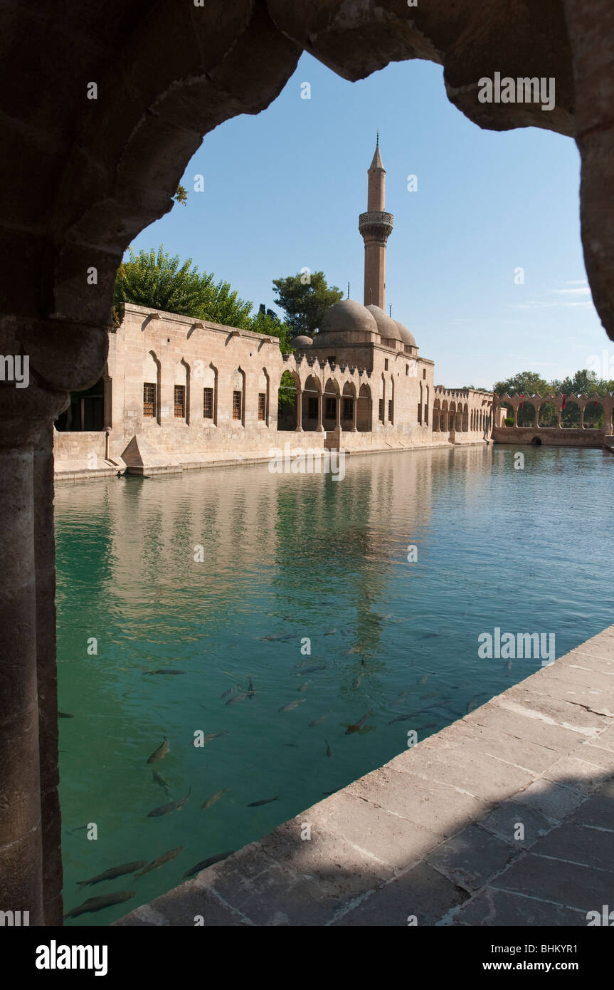 The pool of Abraham in Sanhurfa contains sacred carp which if harmed ...