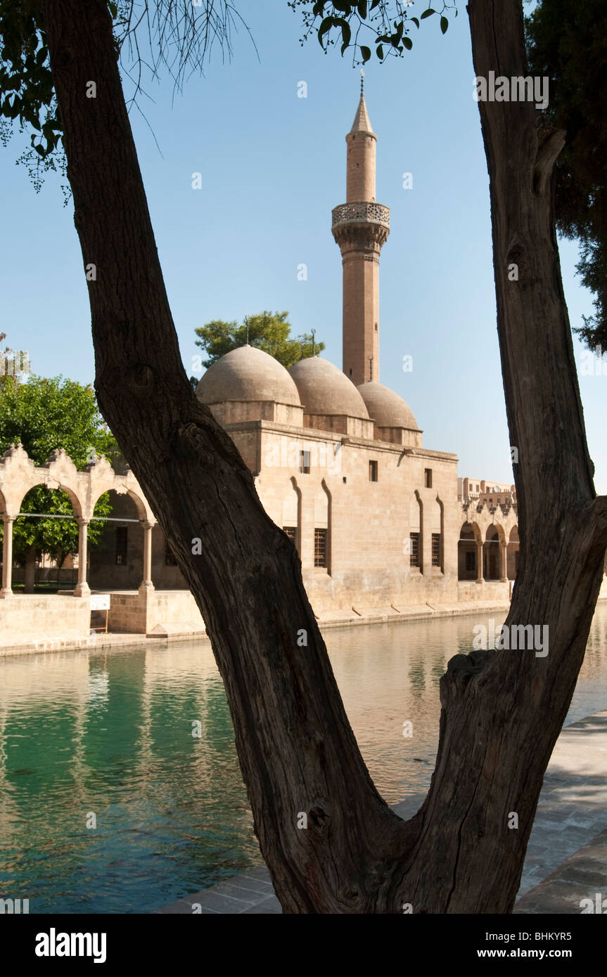 The pool of Abraham in Sanhurfa contains sacred carp which if harmed ...