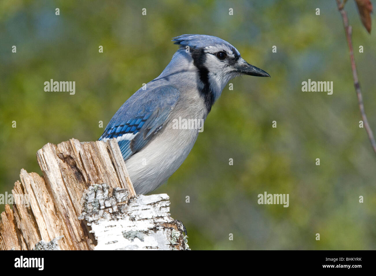 North american blue jay hi-res stock photography and images - Alamy