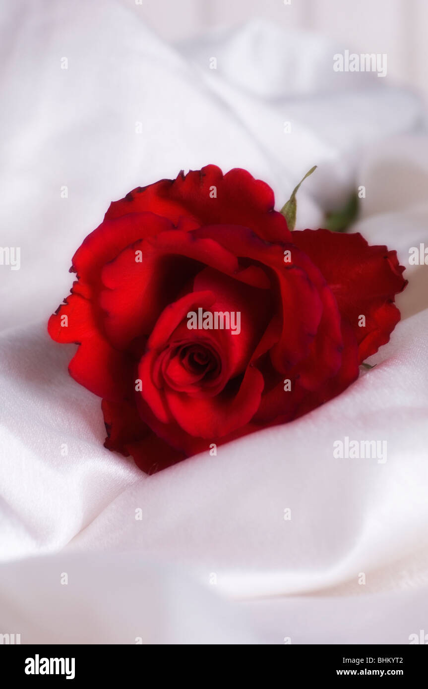 Red silk rose hi-res stock photography and images - Alamy