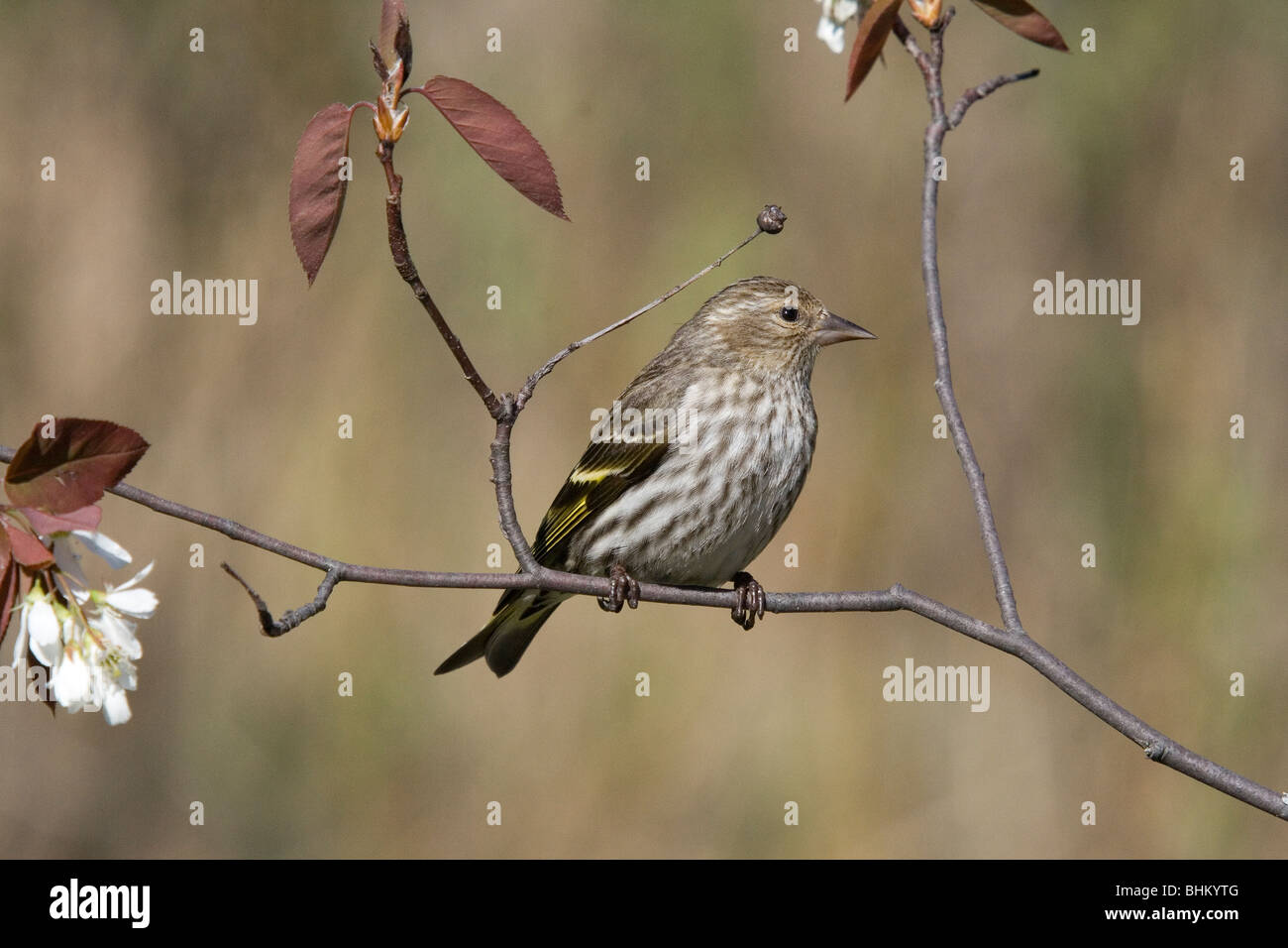 Heavily streaked plumage hi-res stock photography and images - Alamy