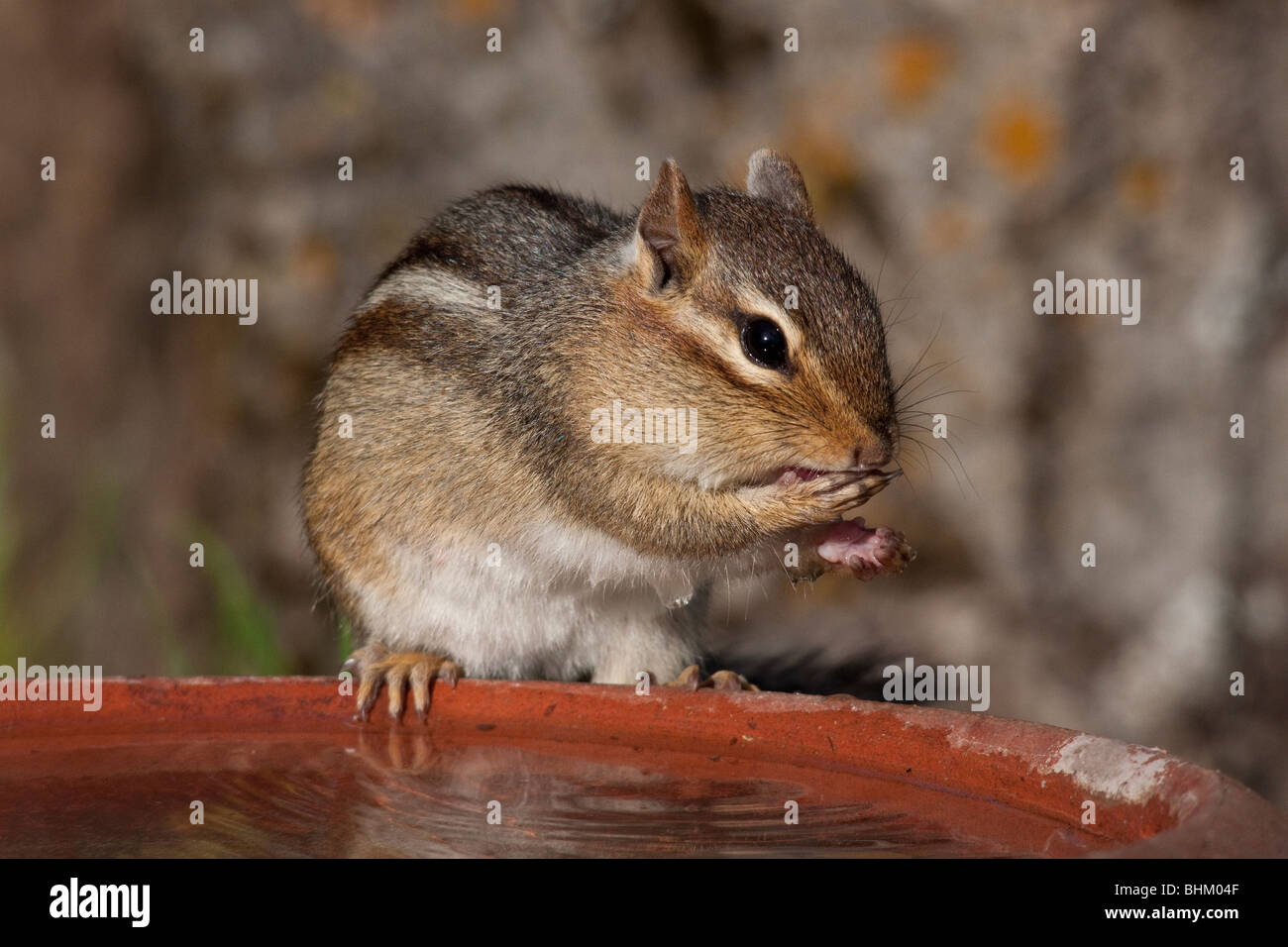 Flick the bird hi-res stock photography and images - Alamy