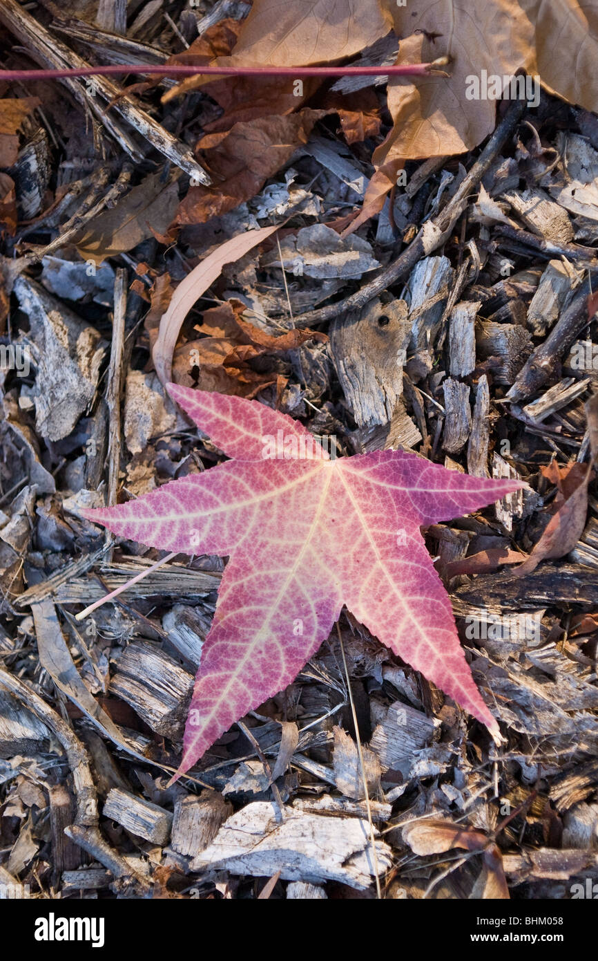 Dying red leaf hi-res stock photography and images - Alamy