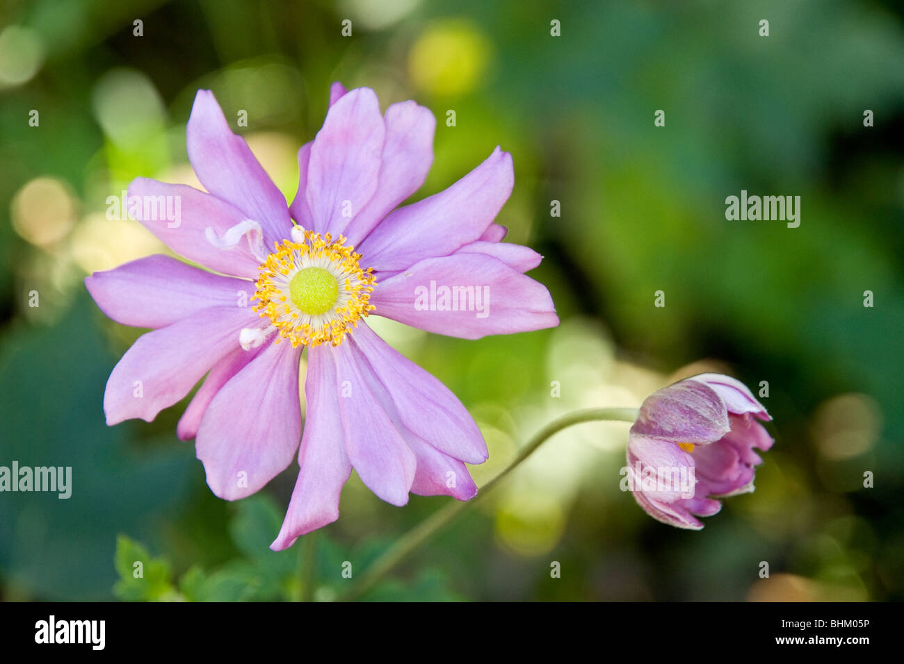 Anemone windflower hi-res stock photography and images - Alamy