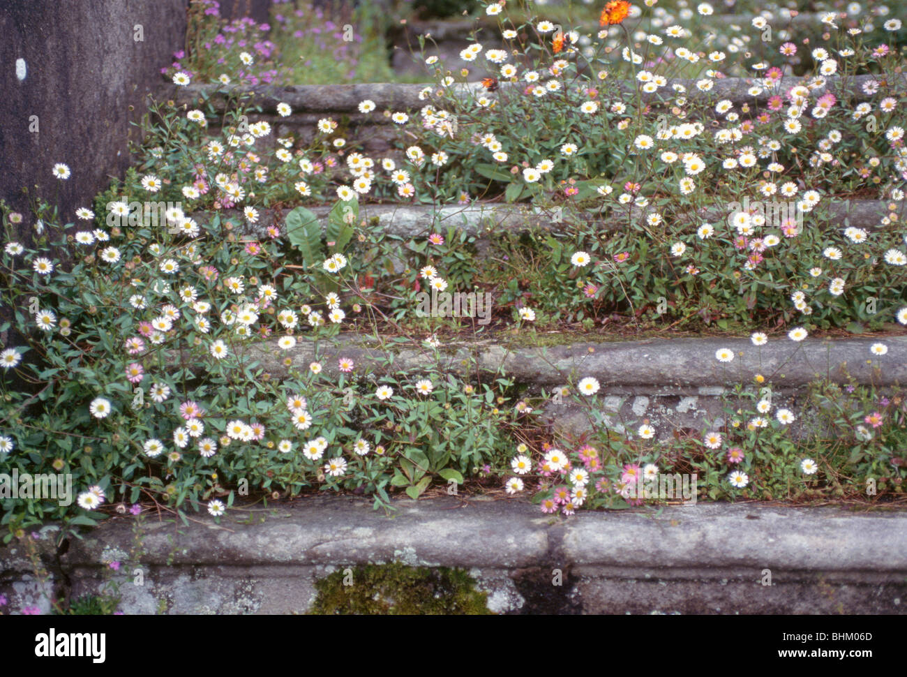Close-up of bellis growing on stone steps Stock Photo - Alamy