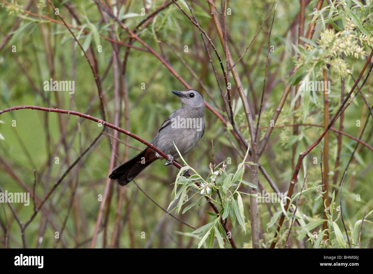 Common catbird hi-res stock photography and images - Alamy