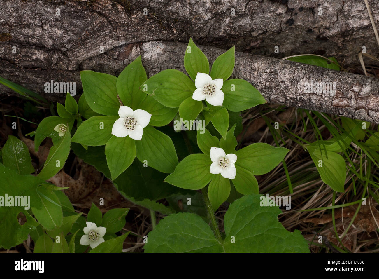 Cornus canadensis bunchberry hi-res stock photography and images - Alamy
