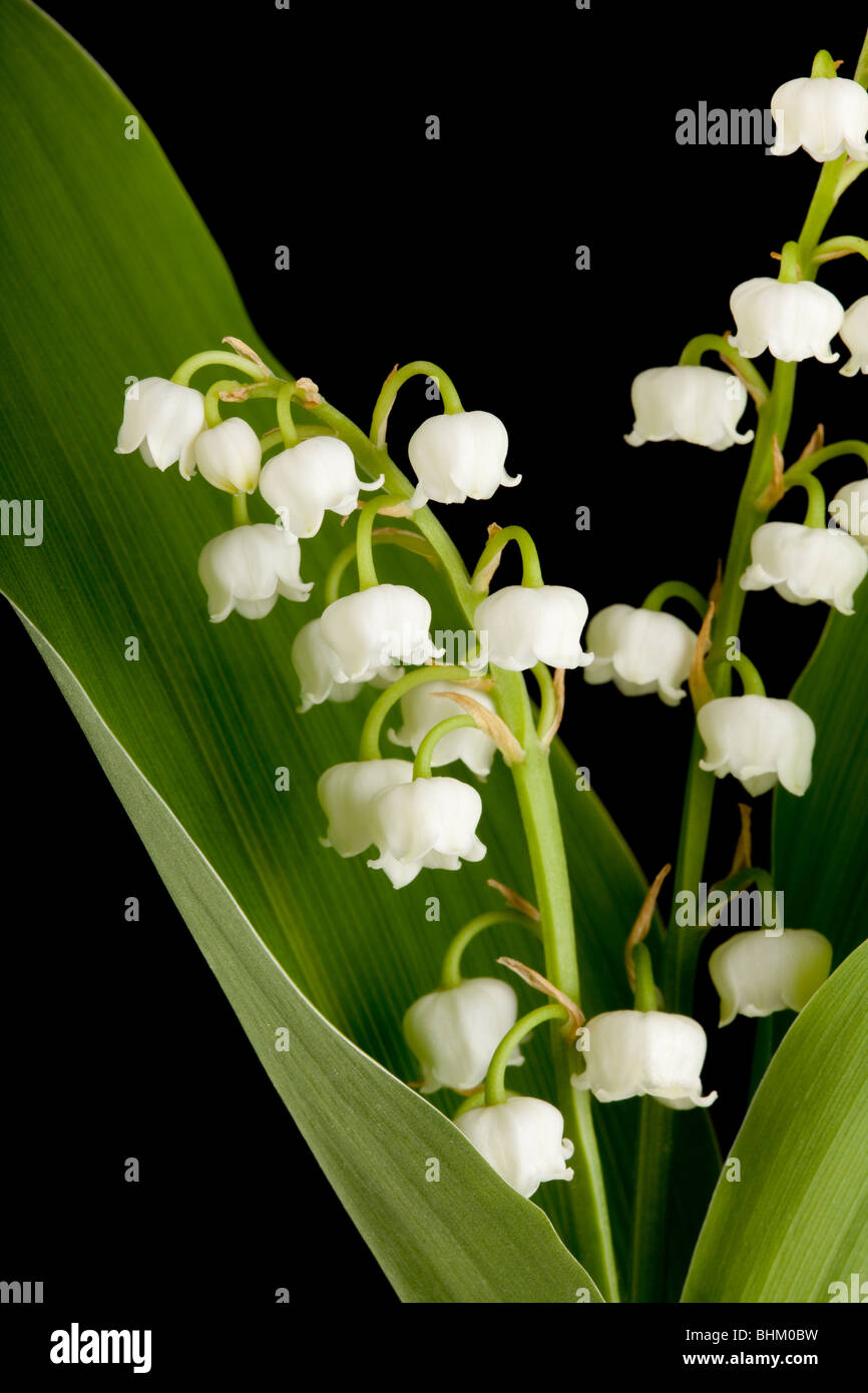 Bunch of muguet or lilly of the valley flowers Stock Photo - Alamy