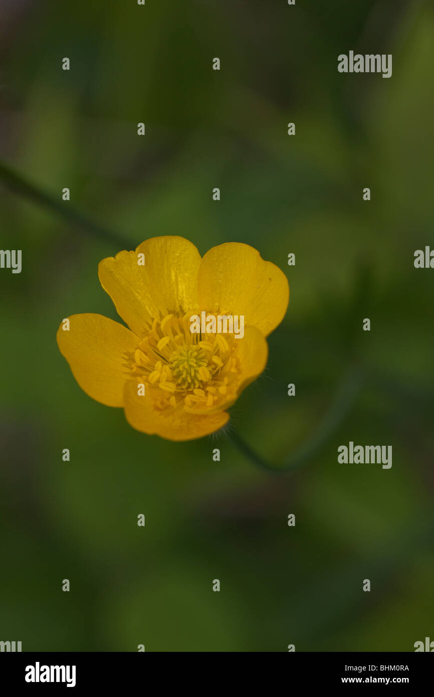 Swamp buttercup hi-res stock photography and images - Alamy