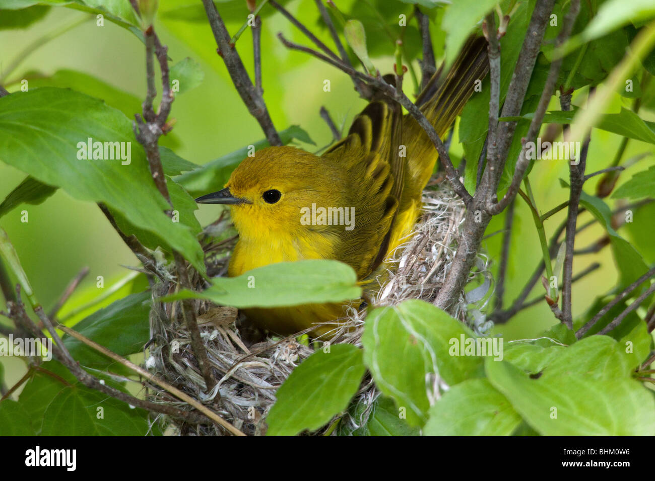 Yellow warbler building nest hi-res stock photography and images - Alamy