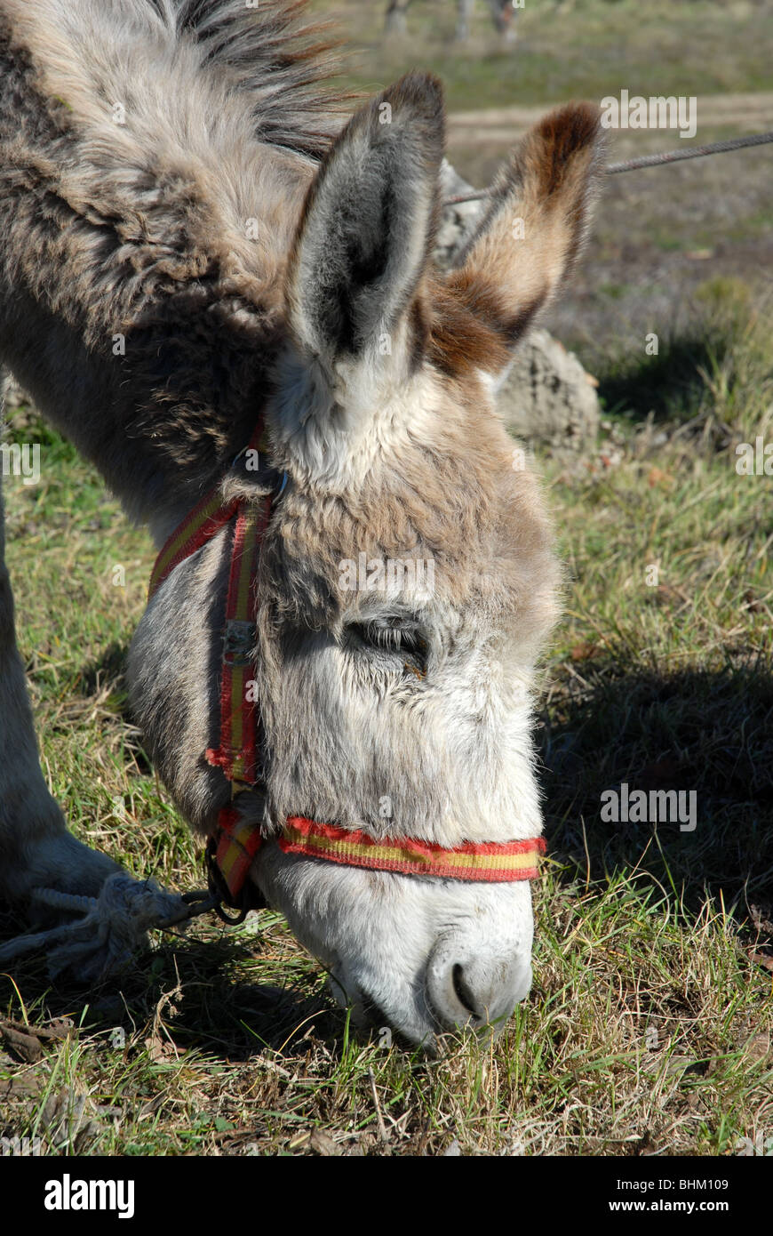 Spanish donkey hi-res stock photography and images - Alamy