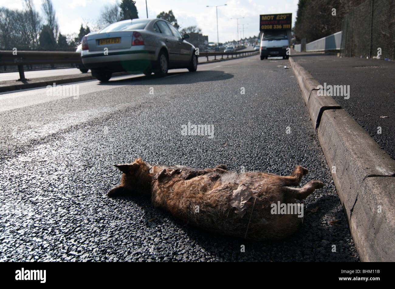 Dead fox in road hi-res stock photography and images - Alamy