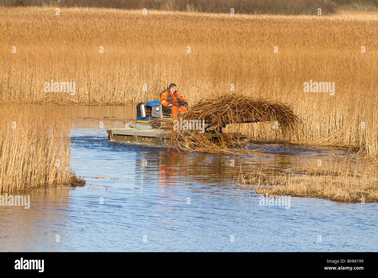 Reed cutting hi-res stock photography and images - Alamy