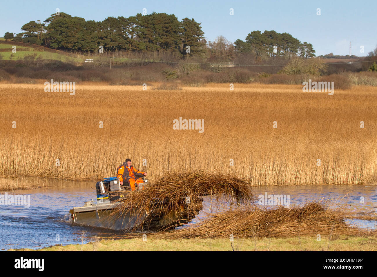 Reed Cutting; Marazion Marsh; Cornwall Stock Photo - Alamy