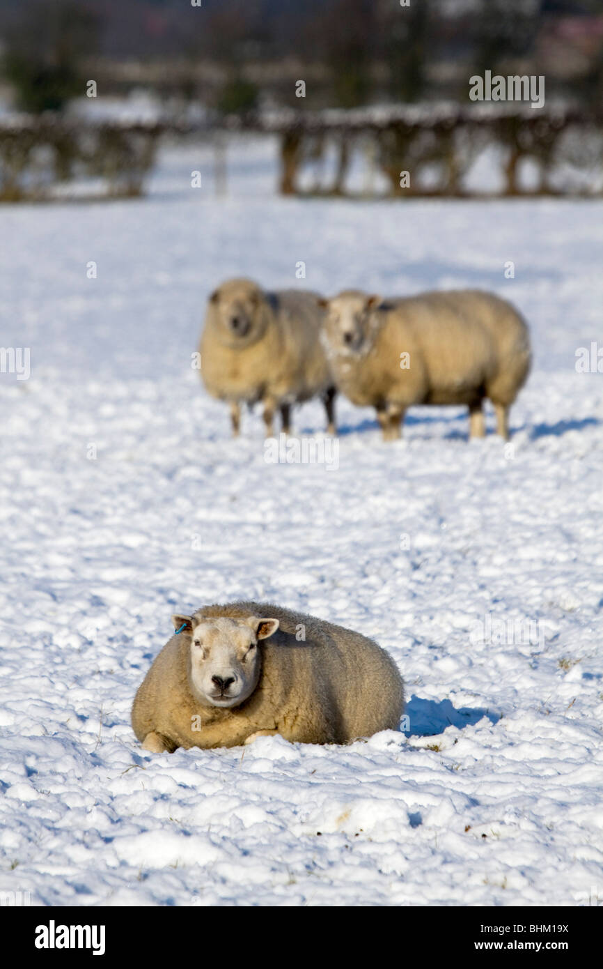 Sheep in snow hi-res stock photography and images - Alamy