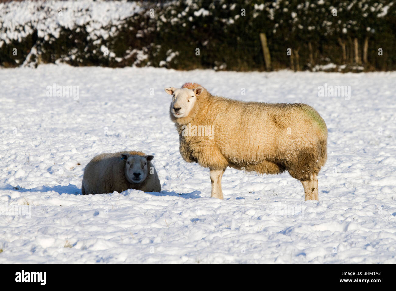 Sheep in snow hi-res stock photography and images - Alamy