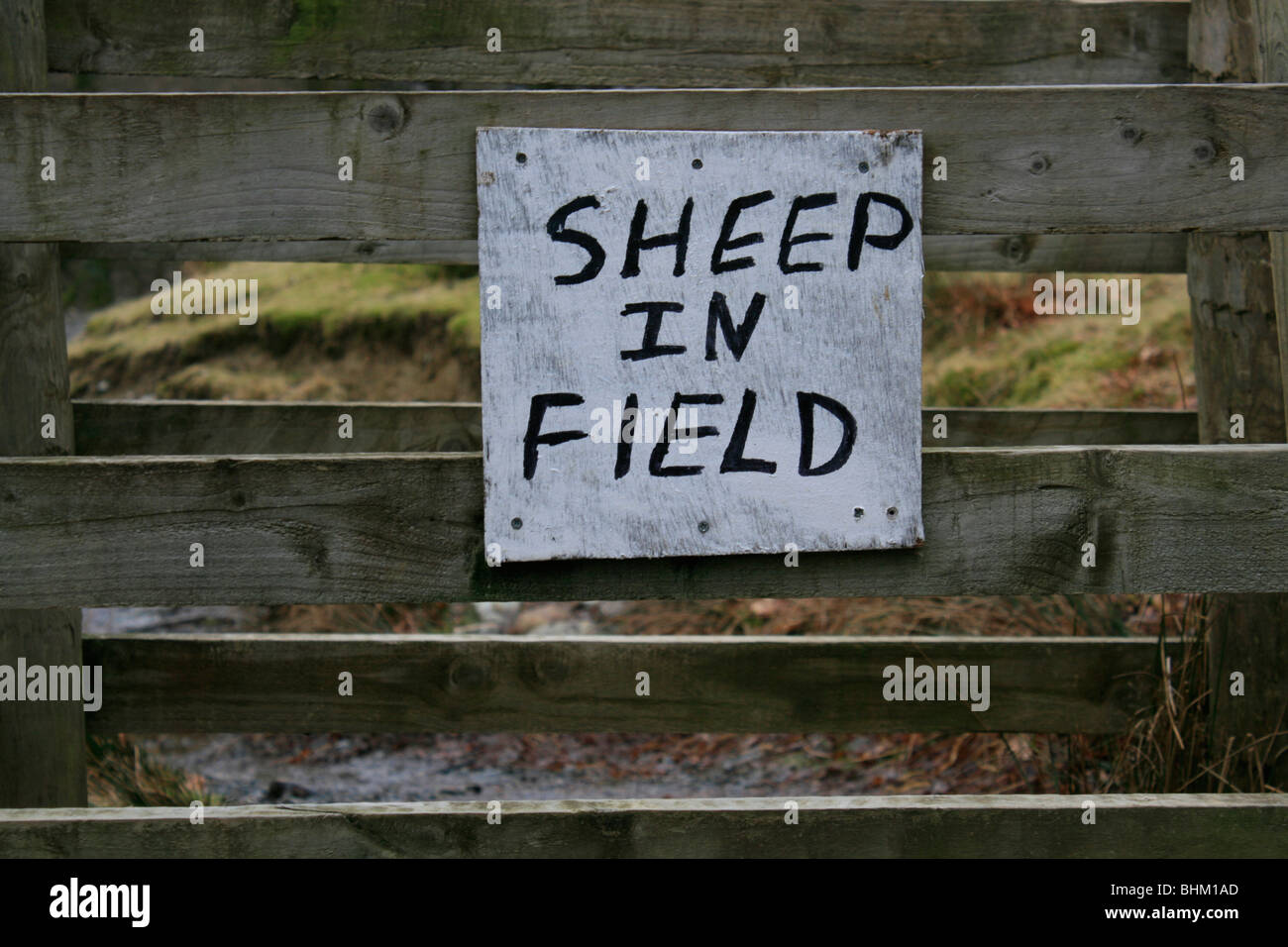 'Sheep in Field' sign on a farm in the Lake District Stock Photo - Alamy