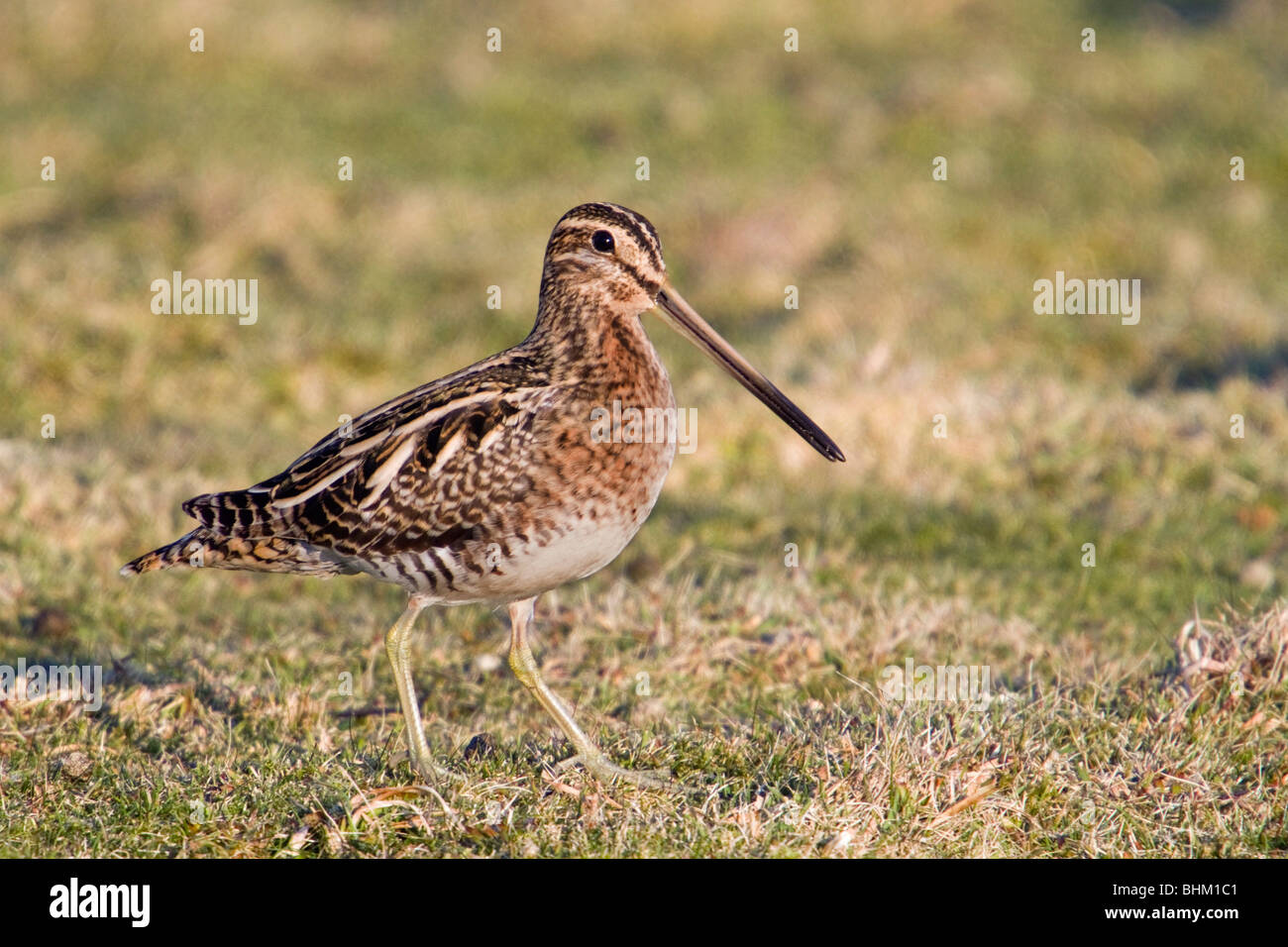 Snipe Field High Resolution Stock Photography and Images - Alamy