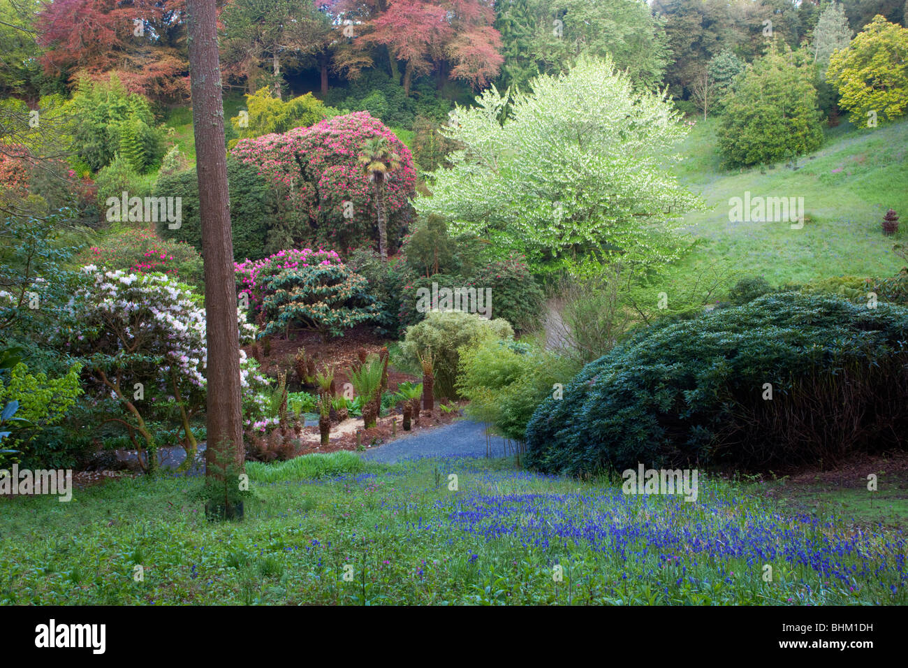 Trebah Garden; in spring; Cornwall Stock Photo - Alamy