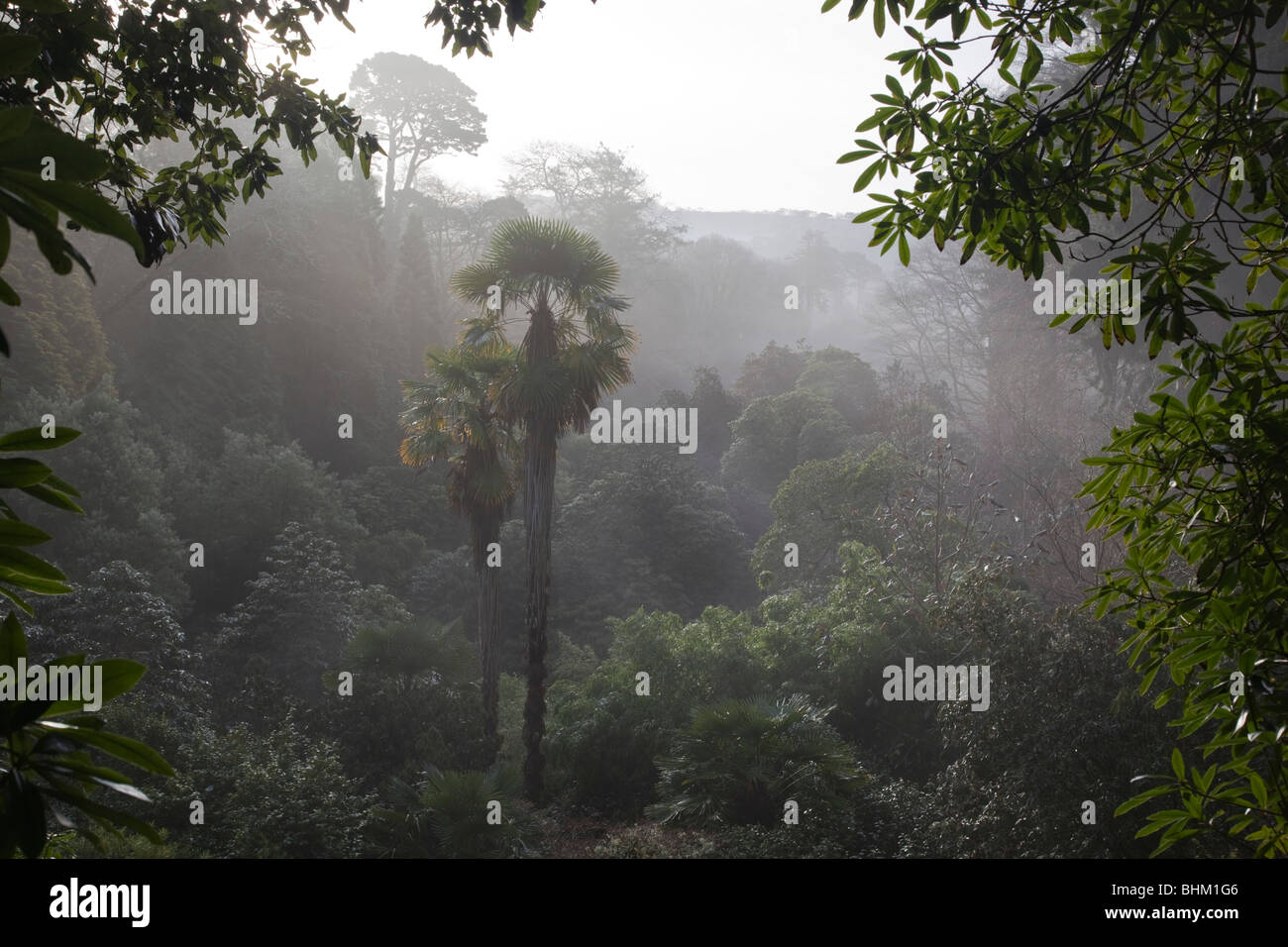 Cornwall palm trees hi-res stock photography and images - Alamy