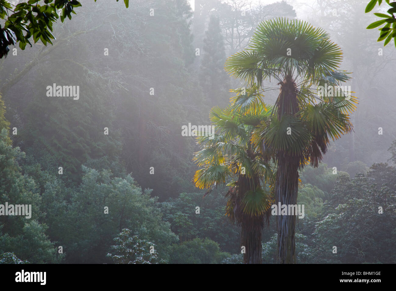 Trebah Garden; palm tree in the mist; Cornwall Stock Photo - Alamy