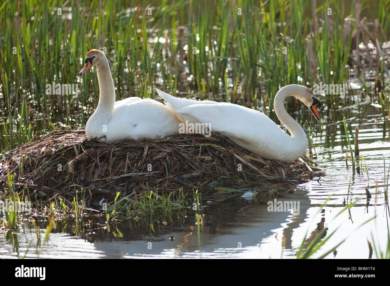 Two mute swans nesting in a reed bed Stock Photo - Alamy