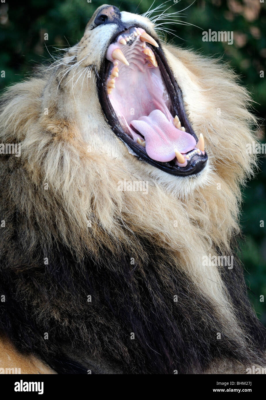 A male African Lion (Panthera leo) yawns with a wide open mouth showing ...
