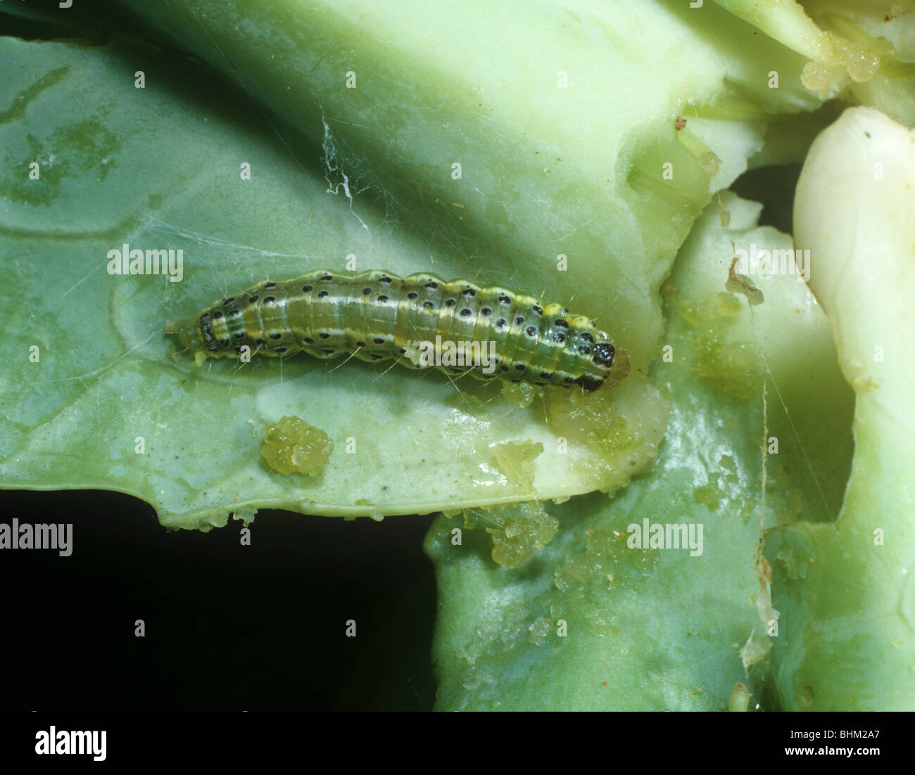 Cluster caterpillar (Spodoptera litura) caterpillar and damage to a ...