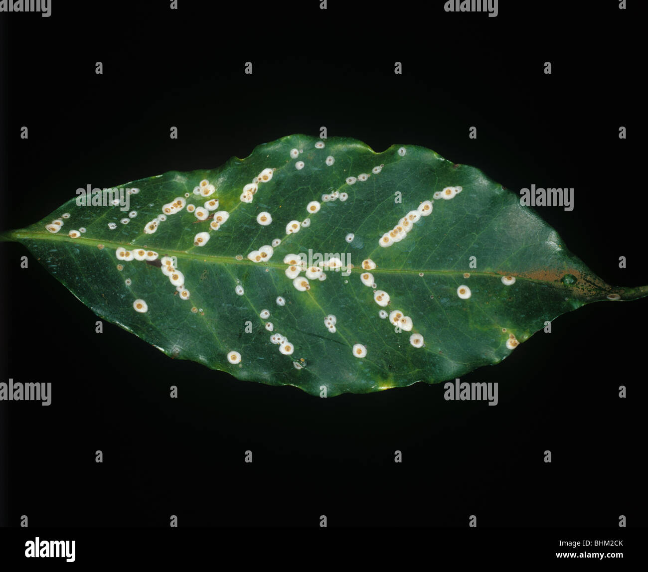 Fried egg scale insect (Aspidiotus spp.) infestation on coffee leaf ...