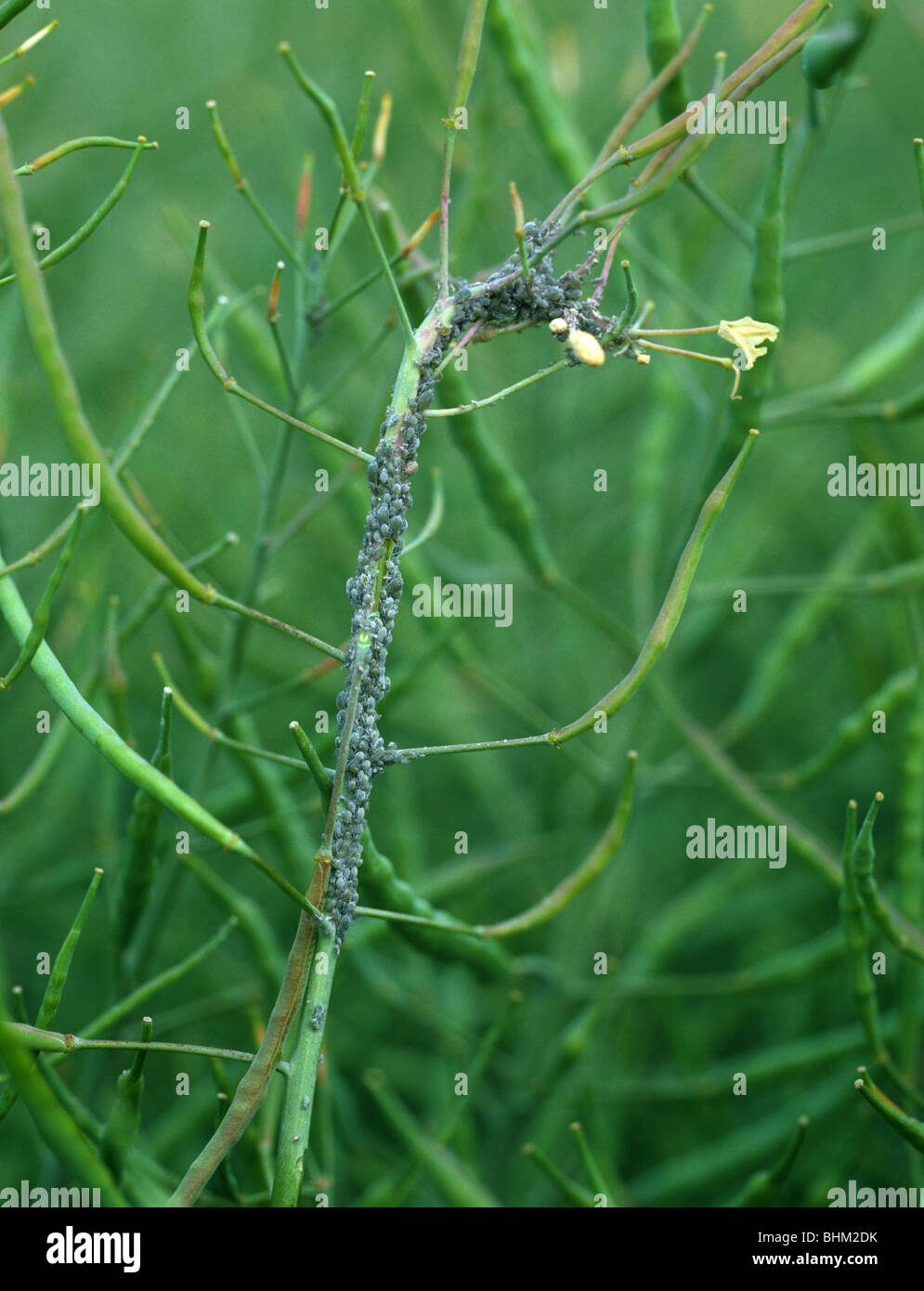 Mealy cabbage aphid (Brevicoryne brassicae) infestation around unopened ...