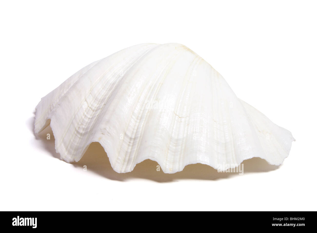 Still life seashell Cut Out Stock Images & Pictures - Alamy