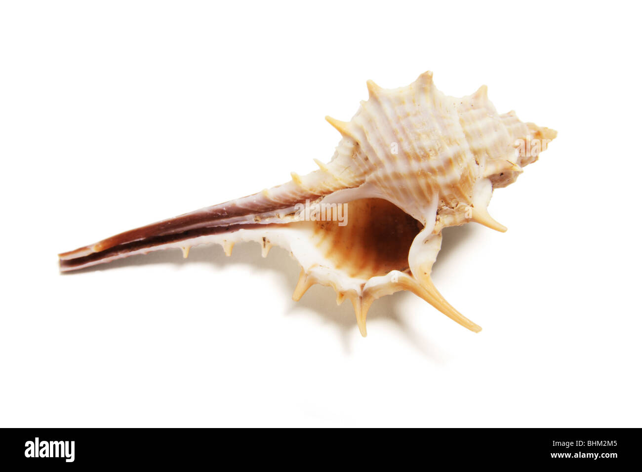 Spider ornament Cut Out Stock Images & Pictures - Alamy