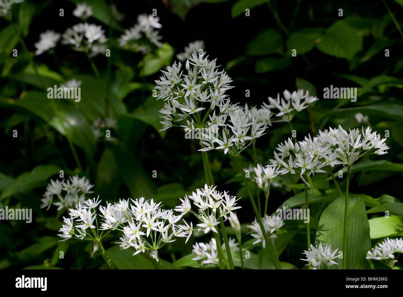Ramson flowers in bloom Stock Photo - Alamy