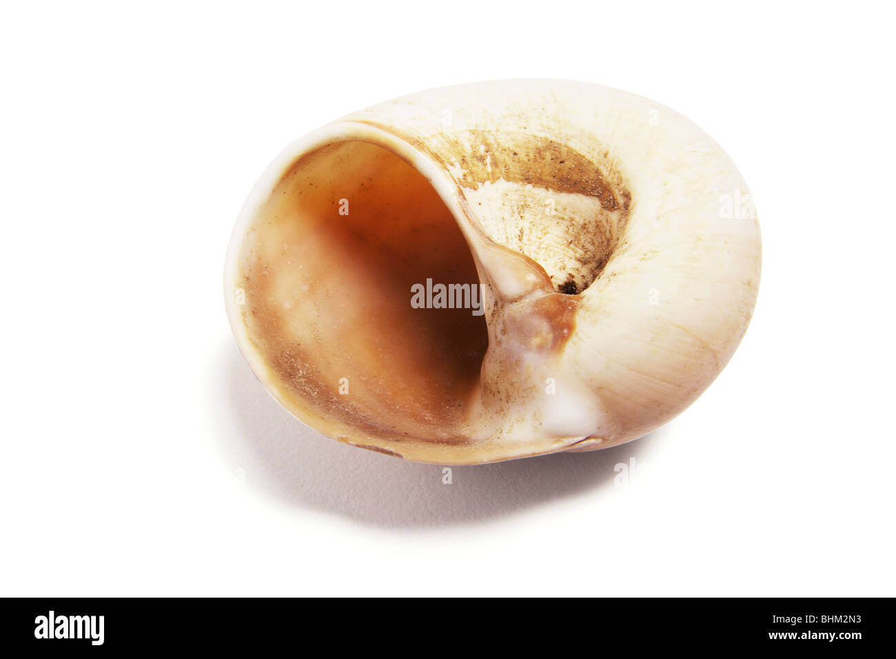 Conch mollusk Cut Out Stock Images & Pictures - Alamy