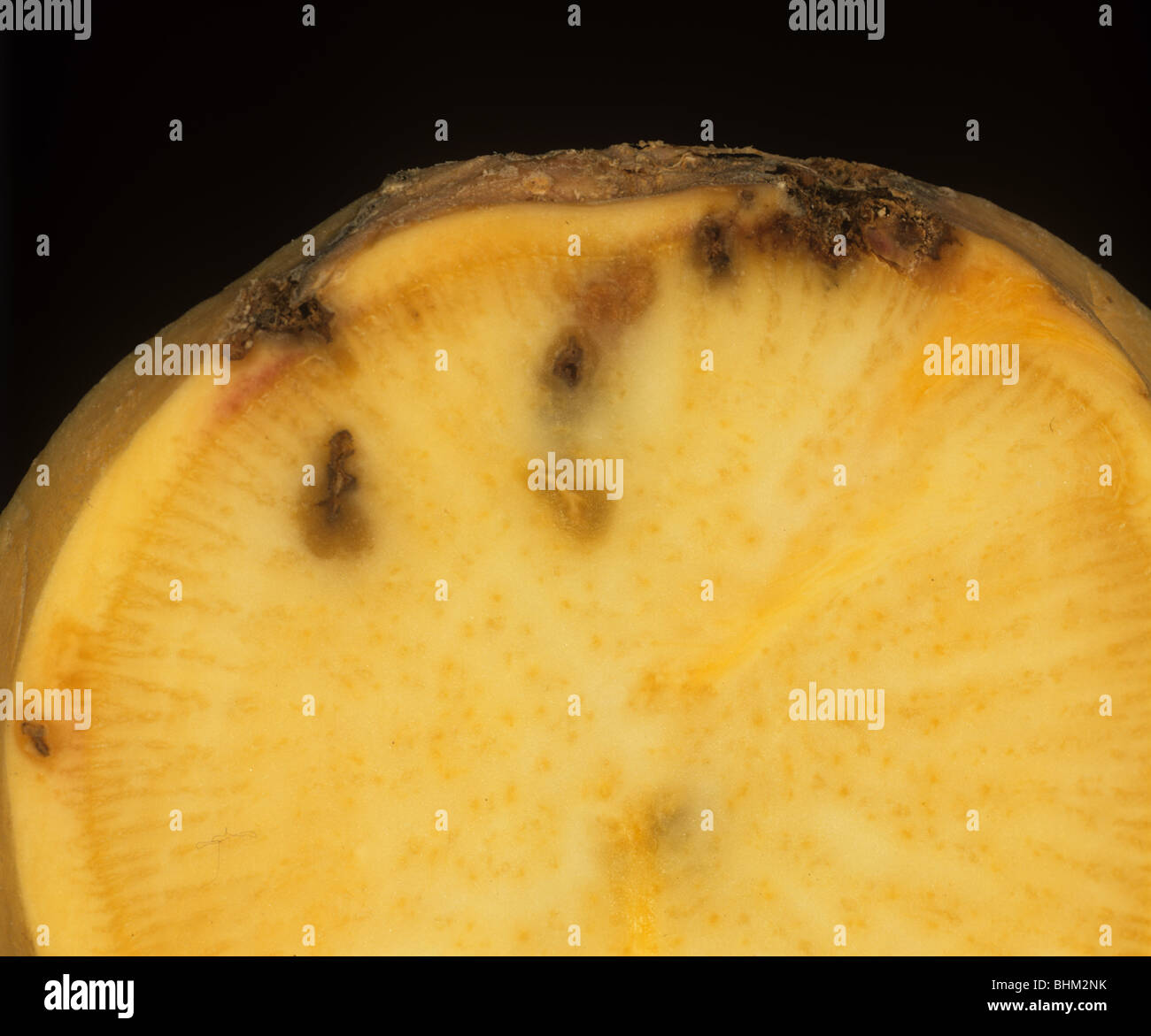 Wireworm (agriotes sp.) feeding damage shown in a cross section of a ...