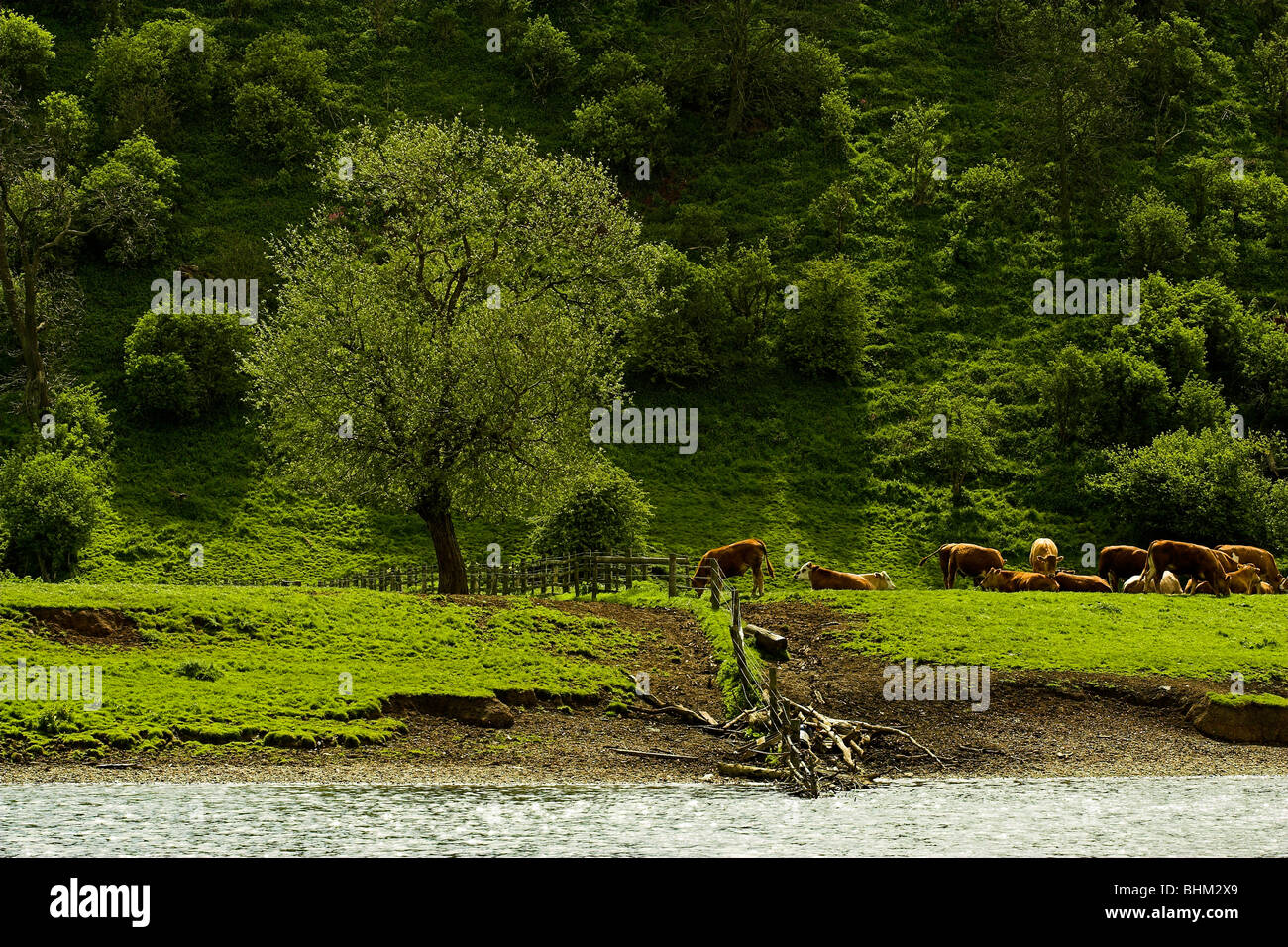 Large groups of cattle hi-res stock photography and images - Alamy