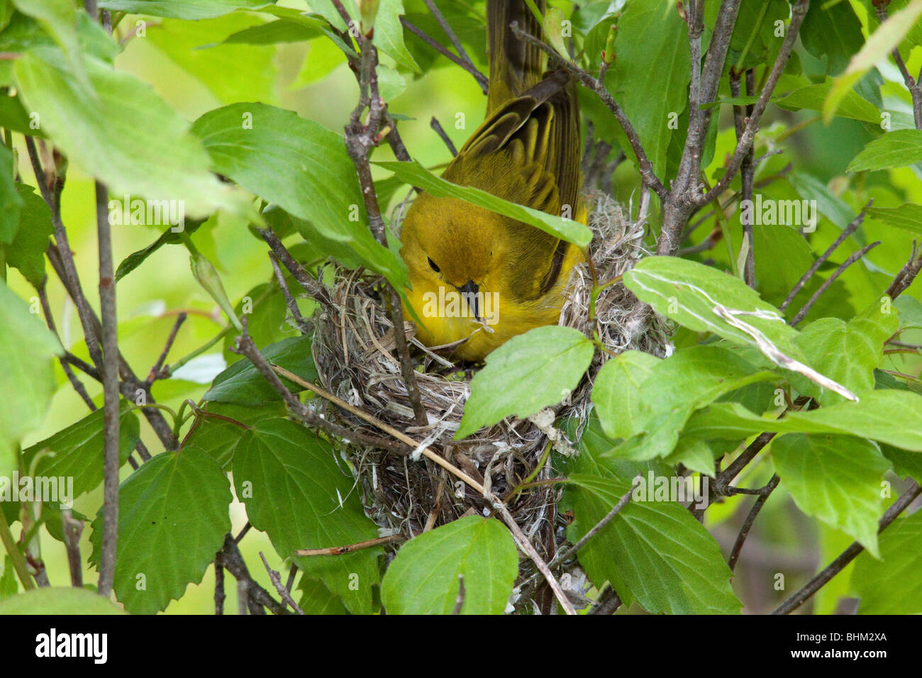 Yellow warbler building nest hi-res stock photography and images - Alamy