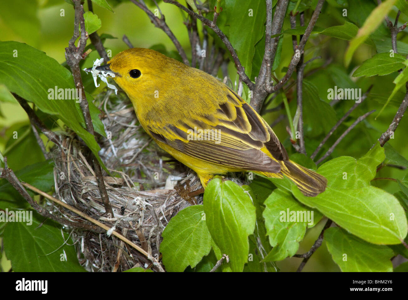 Yellow warbler building nest hi-res stock photography and images - Alamy