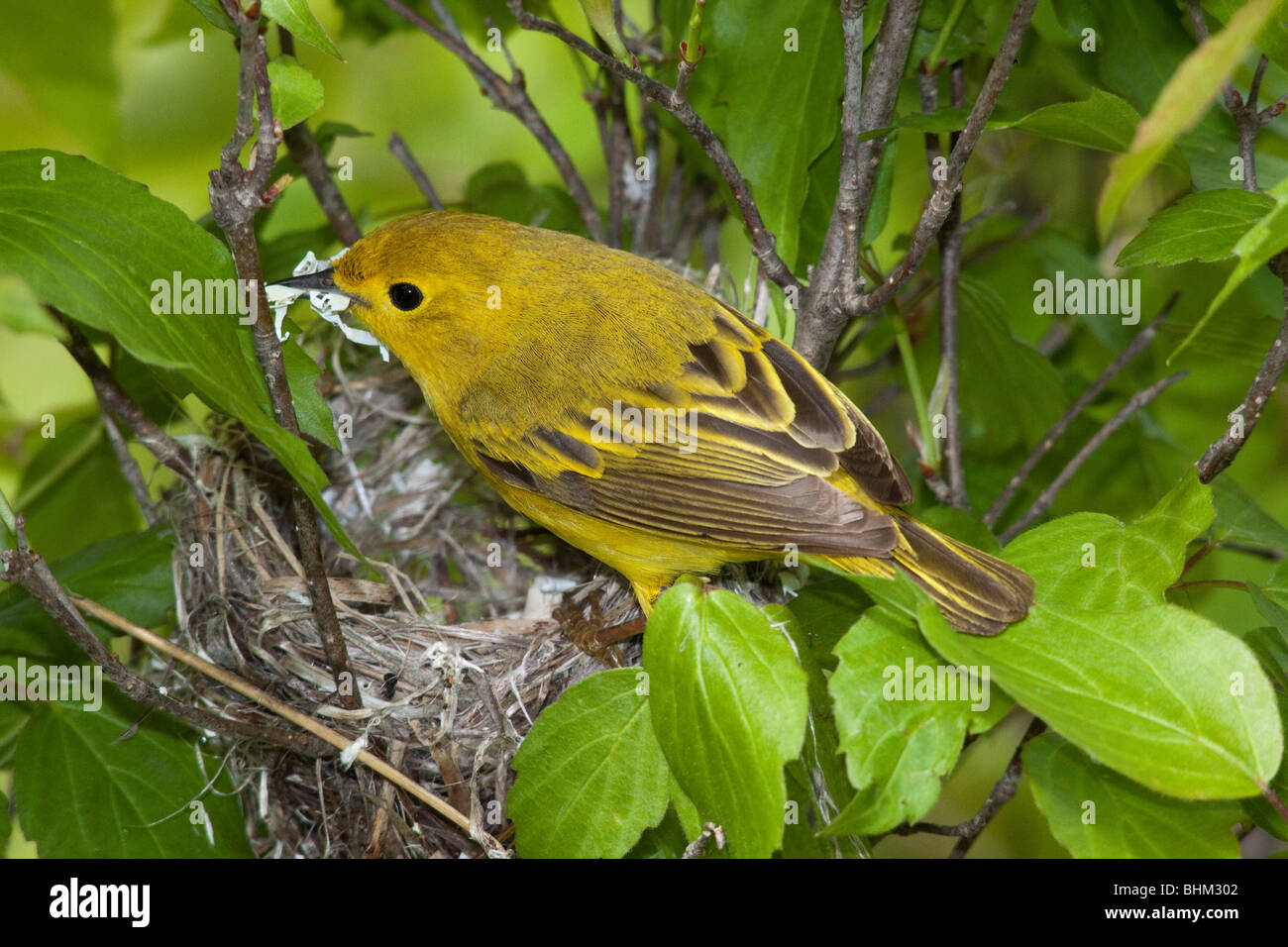 Yellow warbler building nest hi-res stock photography and images - Alamy