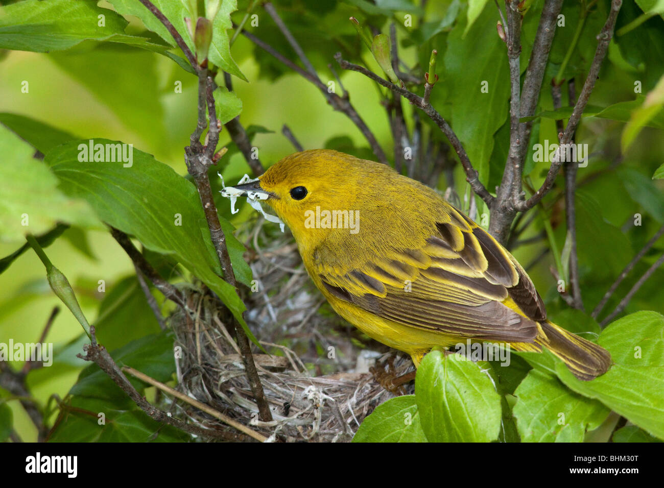 Yellow warbler building nest hi-res stock photography and images - Alamy