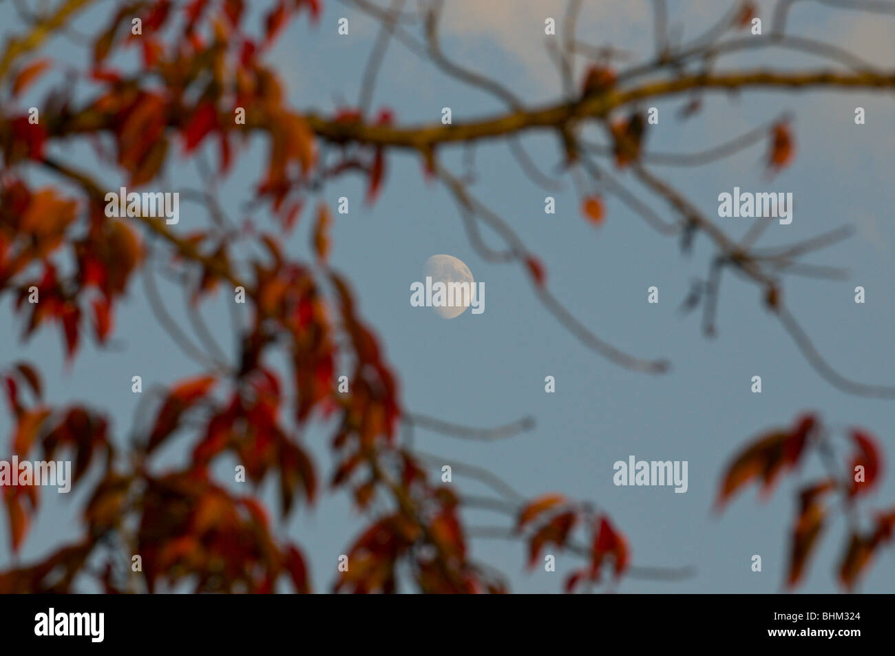 Moon in between tree leaves hi-res stock photography and images - Alamy