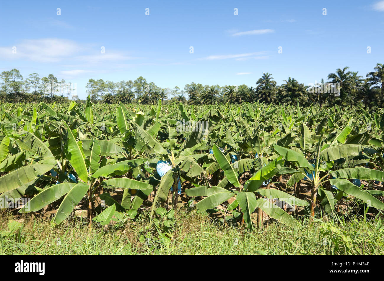 Panama chiriqui agriculture hi-res stock photography and images - Alamy