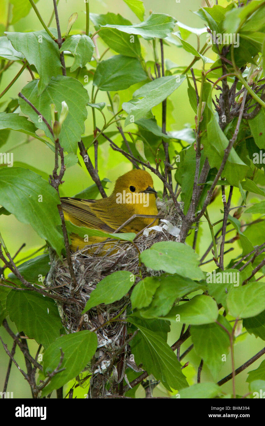 Yellow warbler building nest hi-res stock photography and images - Alamy