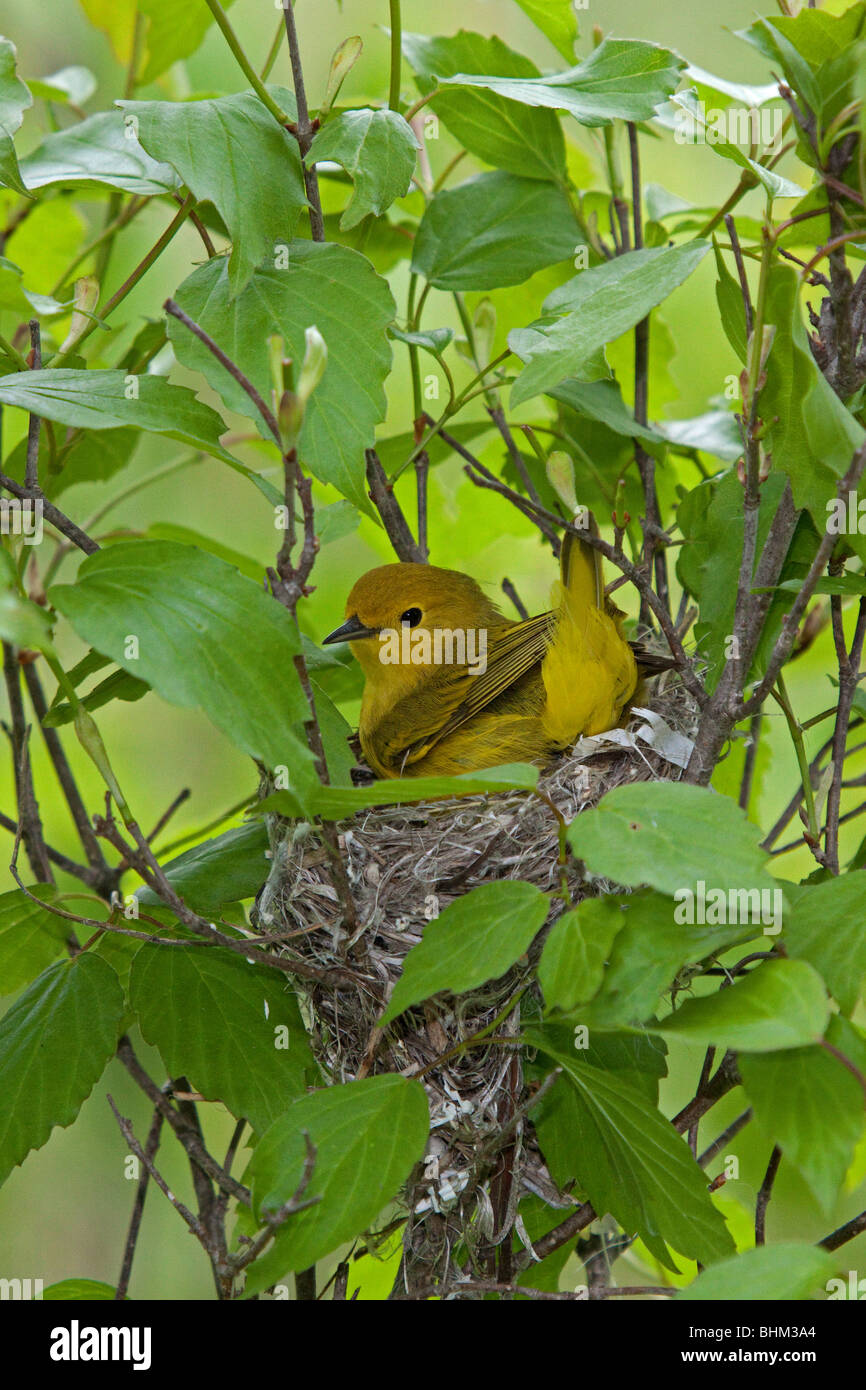American warbler nesting bird hi-res stock photography and images - Alamy