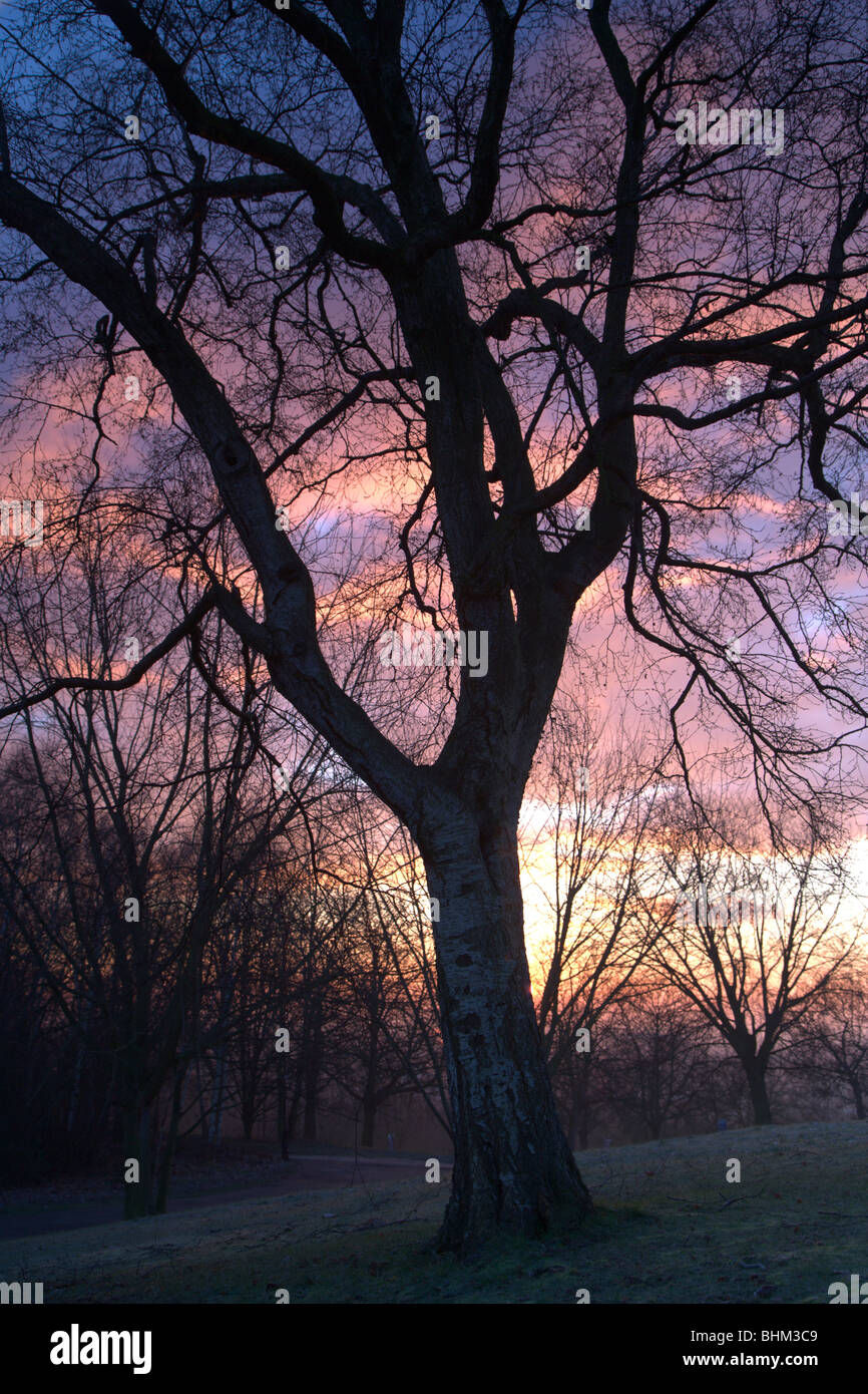 North London sunrise in winter - trees with bare branches against a ...