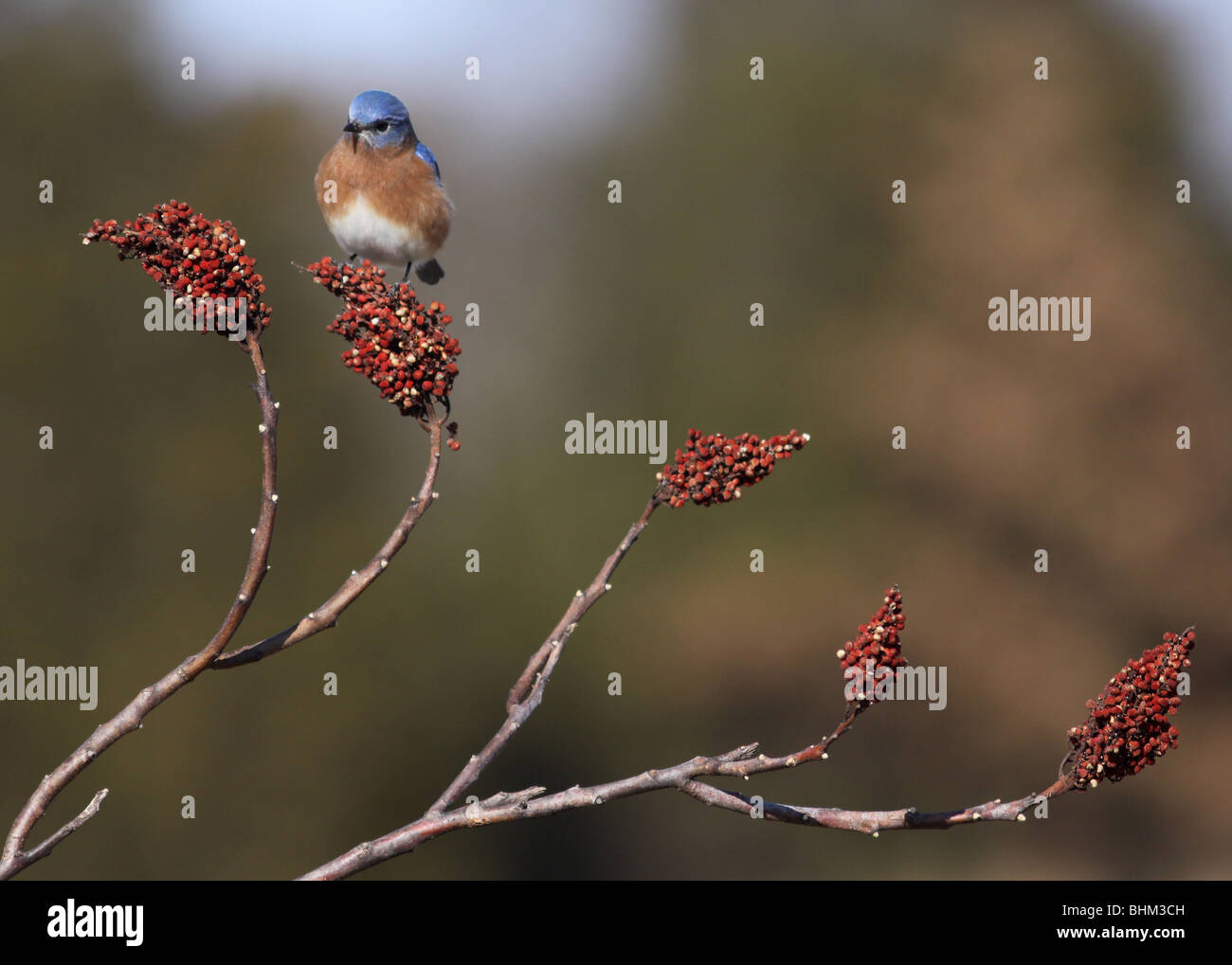 Smooth sumac hi-res stock photography and images - Alamy
