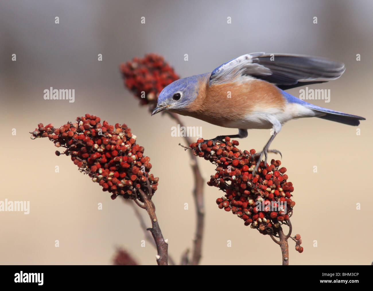 Male Eastern Bluebird smooth sumac berry Kentucky Stock Photo - Alamy