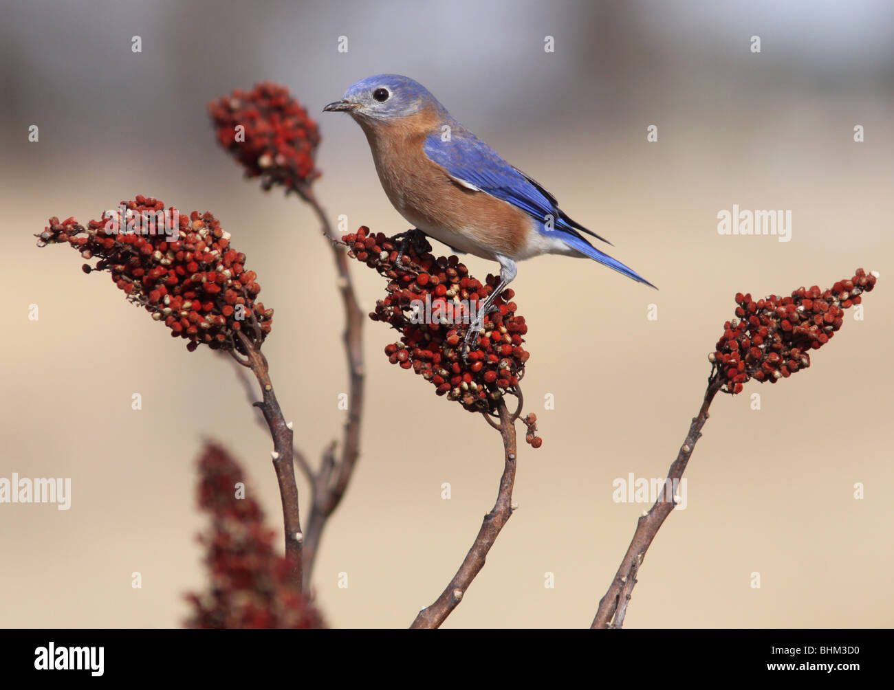 Male eastern bluebird hi-res stock photography and images - Alamy