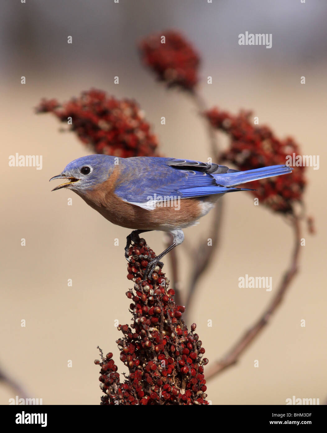 Eastern bluebird hi-res stock photography and images - Alamy